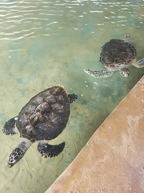 Kosgoda Turtle Conservation and Research Centre - reviews,open hours ...