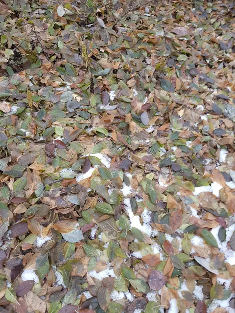 Foxhall Park - reviews,open hours,photo spots,things to do | WanderBoat ...