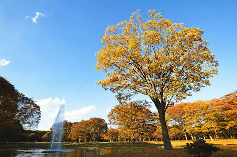 Yoyogi Park - reviews,open hours,photo spots,things to do | WanderBoat ...