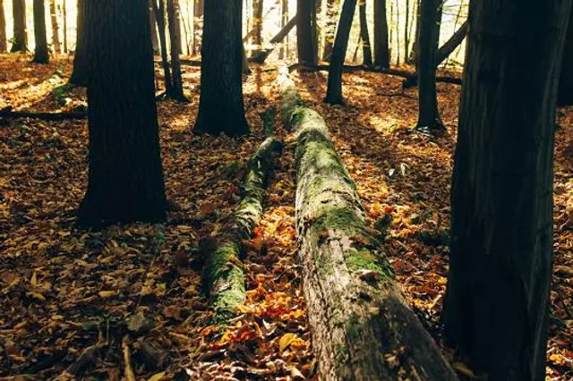 Nizamabad-Mallaram forest - reviews,open hours,photo spots,things to do ...