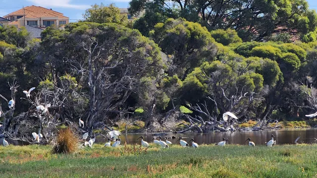 Market Garden Swamp in Spearwood, Australia - reviews,open hours,photo ...