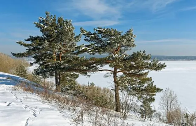 Park Berdskaya Kosa - reviews,open hours,photo spots,things to do | WanderBoat AI Trip Planner