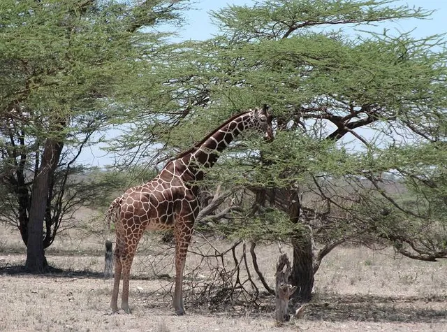 Shaba National Reserve - reviews,open hours,photo spots,things to do ...