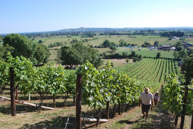 Fenny Castle Vineyard - reviews,open hours,photo spots,things to do ...