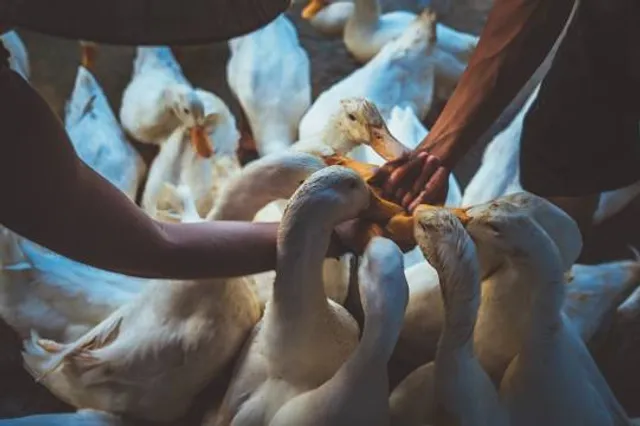 The Duck Stop - reviews,open hours,photo spots,things to do ...