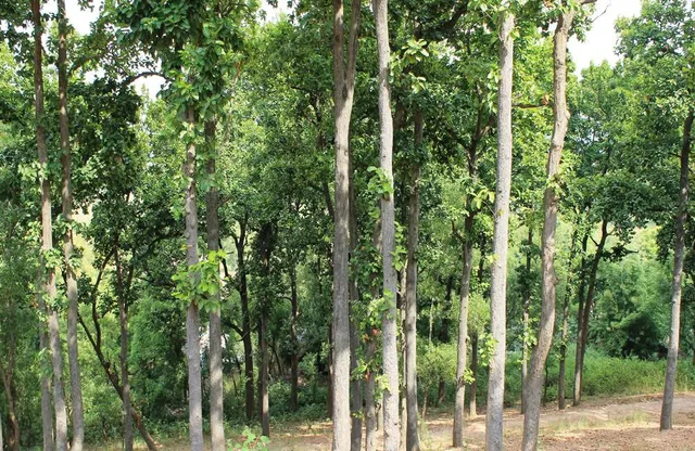 phuldungri hill(RDM) - reviews,open hours,photo spots,things to do ...