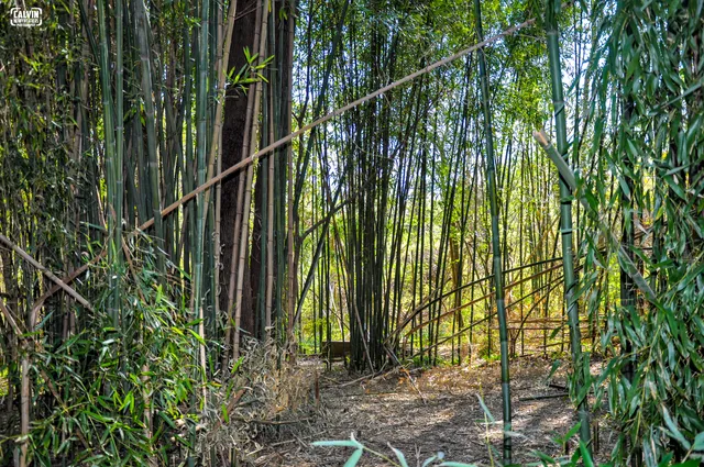 Marberry Arboretum - reviews,open hours,photo spots,things to do ...