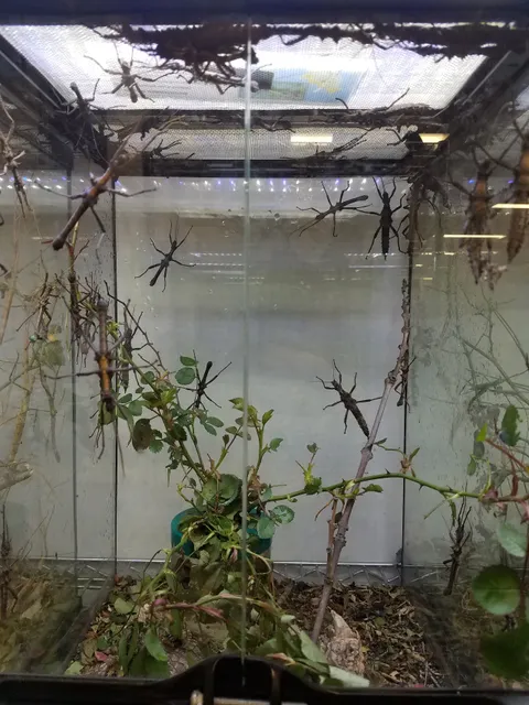 Bohart Museum of Entomology - reviews,open hours,photo spots,things to ...